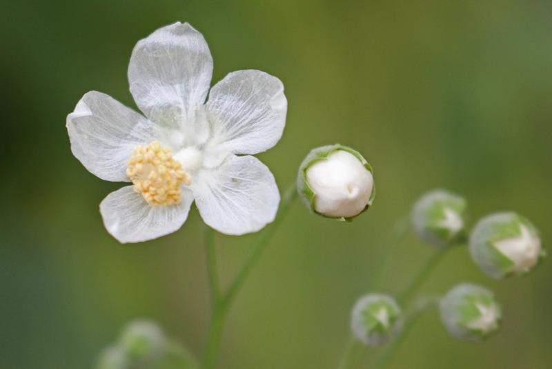 Virginia Fanpetals (Ripariosida hermaphrodita) - Garden.org