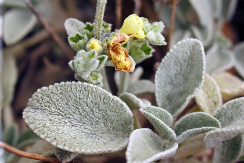 Sideritis hyssopifolia - Garden.org