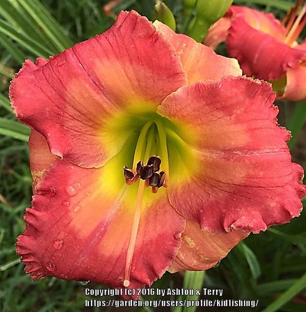 Photo of the bloom of Daylily (Hemerocallis 'Message of Love') posted ...