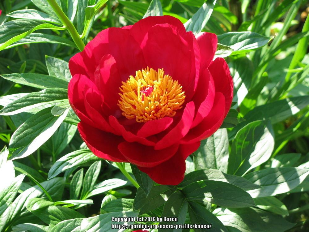 Peonies: Plant Care and Collection of Varieties - Garden.org