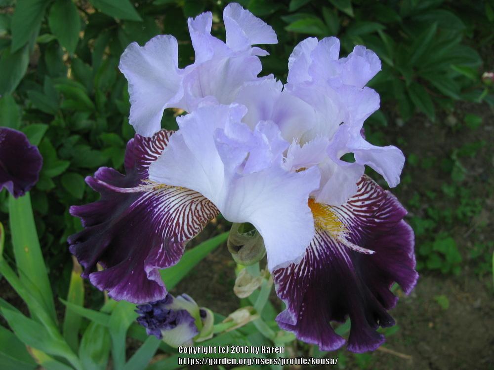 Tall Bearded Iris (Iris 'Lorna's Teena Doll') in the Irises Database ...