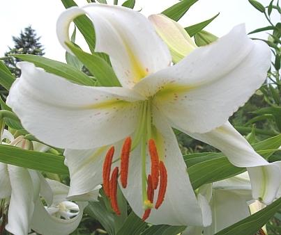 Lily (Lilium 'Dimensions') in the Lilies Database - Garden.org
