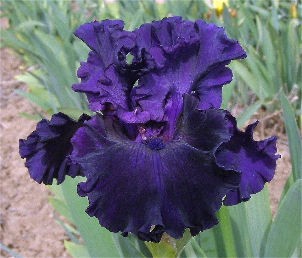 Sutton's Iris Gardens 2017 Intros in the Irises forum - Garden.org