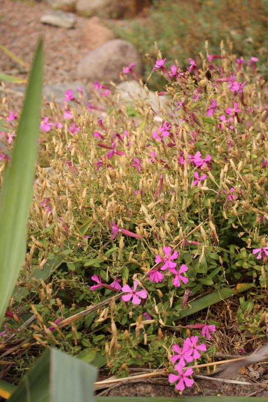 Photo of the entire plant of Catchfly (Silene schafta) posted by ...