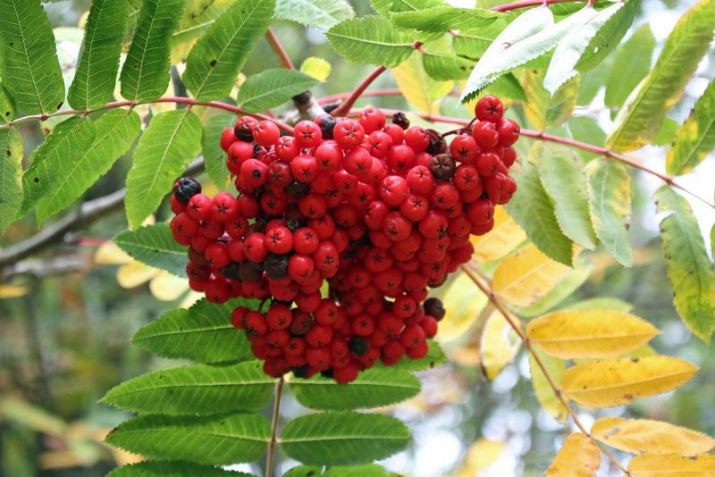 Showy Mountain Ash (Sorbus decora) - Garden.org