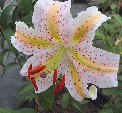 Lily (Lilium 'King Coral') in the Lilies Database - Garden.org