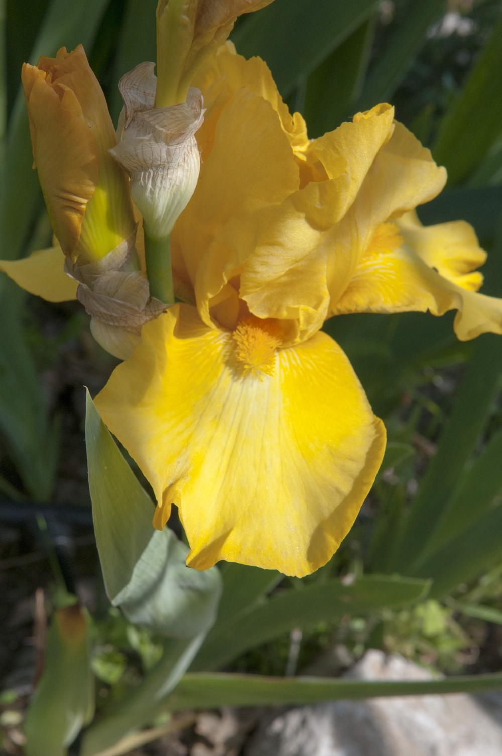 Tall Bearded Iris (Iris 'Gold Galore') in the Irises Database - Garden.org