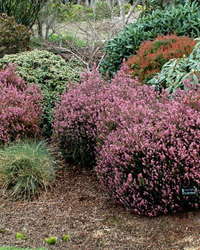 Photo of the entire plant of Irish Heath (Erica erigena 'Irish Dusk ...