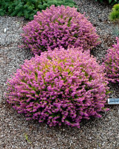 Heath (Erica cinerea 'Lime Soda') - Garden.org