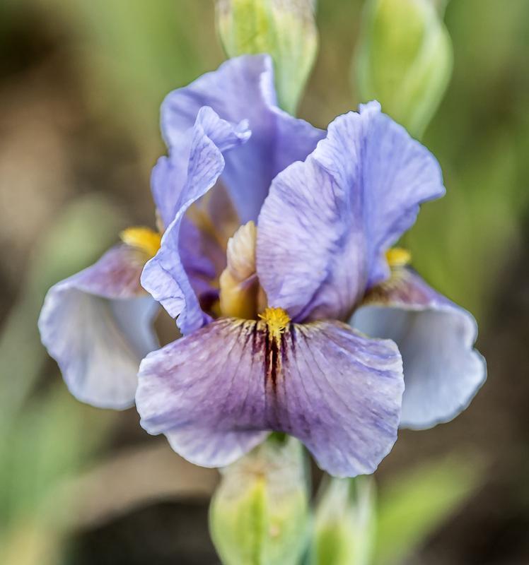 Arilbred Iris (Iris 'Cindy Rivera') in the Irises Database - Garden.org