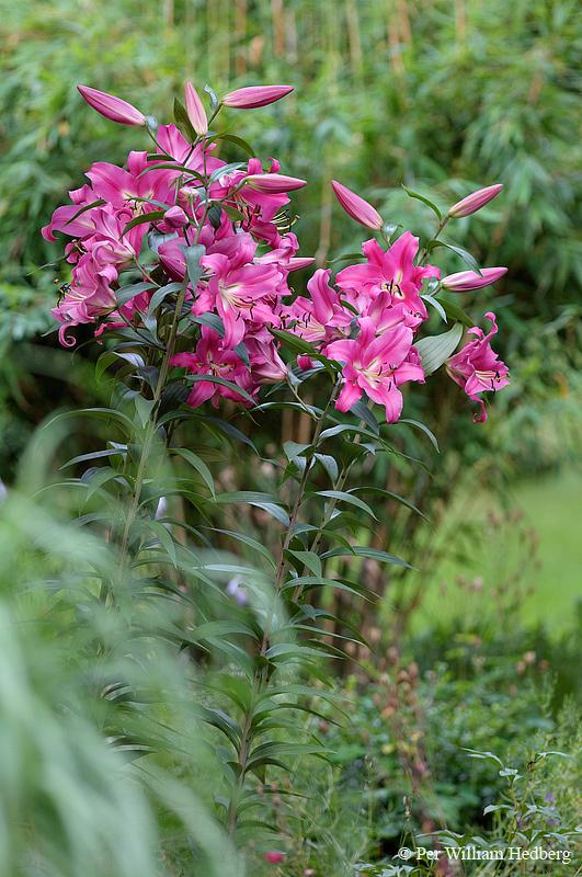 Photo of the entire plant of Lily (Lilium 'Robina') posted by William ...