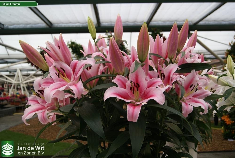 What is going to be new in my garden for 2017 in the Lilies forum ...