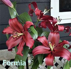 What is going to be new in my garden for 2017 in the Lilies forum ...