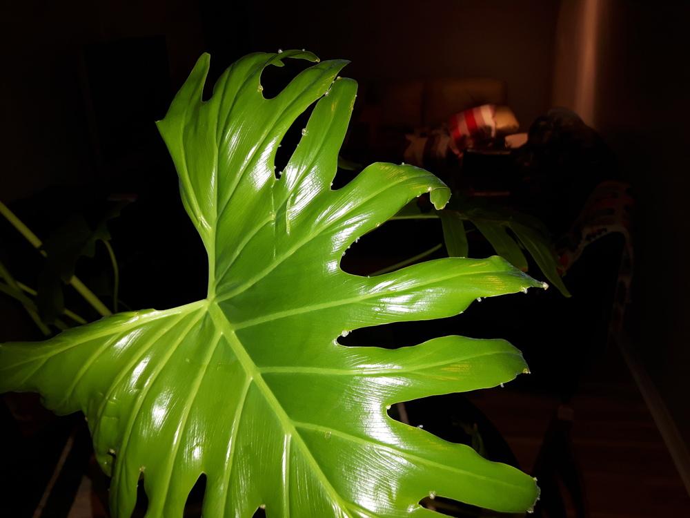 What are these strange bumps on the edges of my leaves? in the Ask a ...