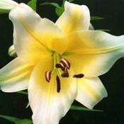 Lily (Lilium 'Manissa') in the Lilies Database - Garden.org