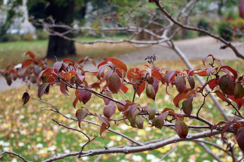 Photo of the fall color of Japanese Snowball Bush (Viburnum plicatum ...