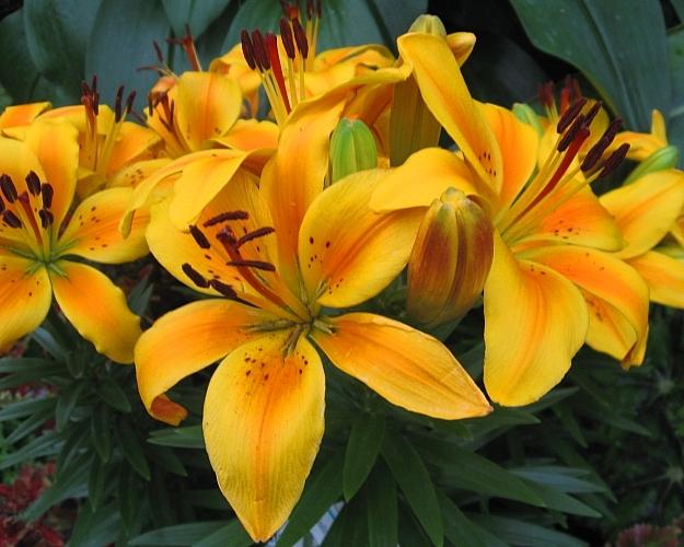Lily (Lilium 'Painted Pixie') in the Lilies Database - Garden.org