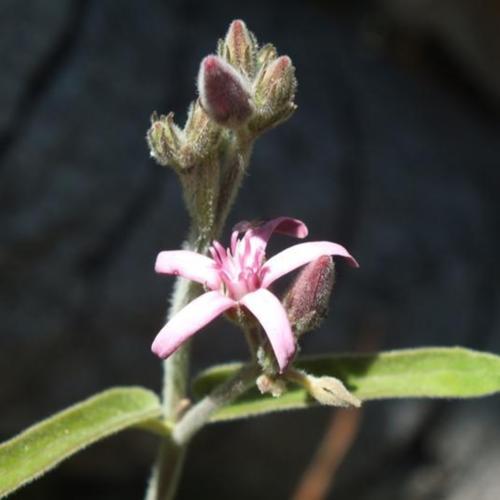 Pink Flowered Tweedia (Oxypetalum solanoides) - Garden.org