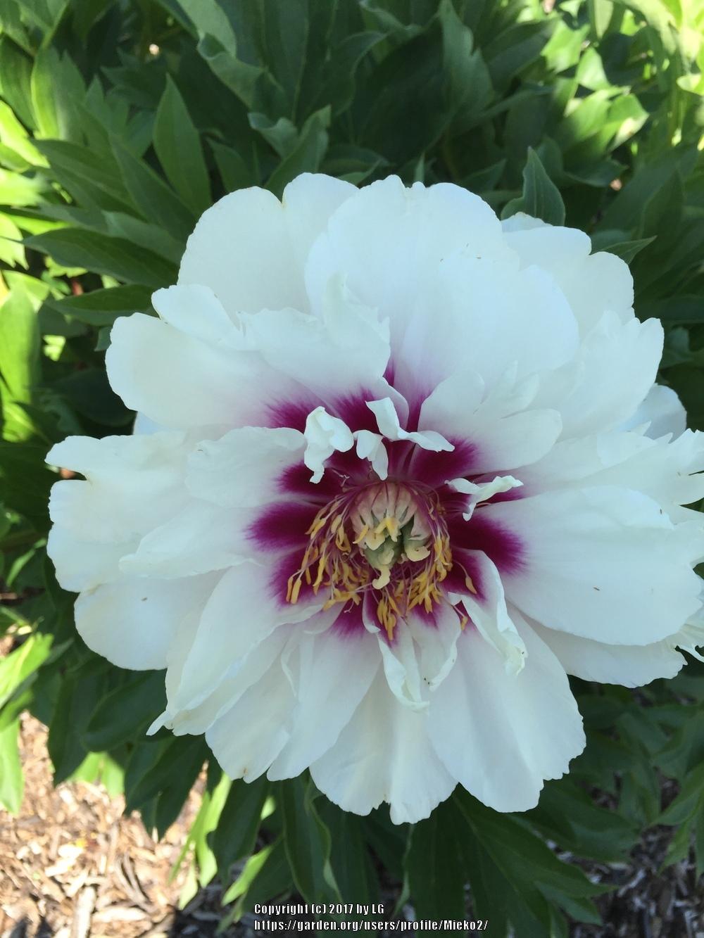 2017 Intersectional/Itoh Peonies in the Peonies forum - Garden.org
