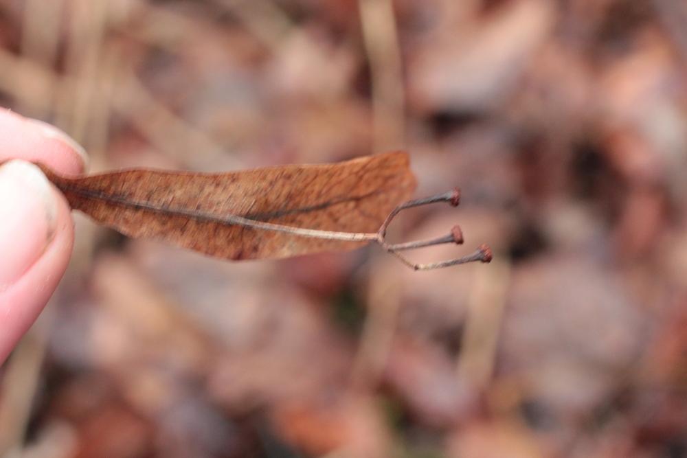 What is this curly tree? {pics} in the Plant ID forum - Garden.org