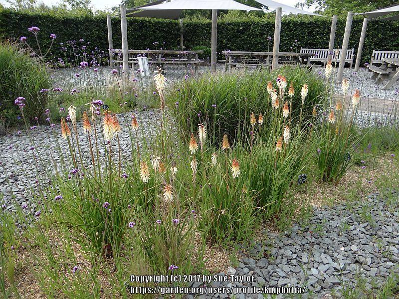 Photo of the entire plant of Tritoma (Kniphofia 'Toffee Nosed') posted ...