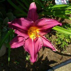 Daylily (Hemerocallis 'Summer Wine') in the Daylilies Database - Garden.org
