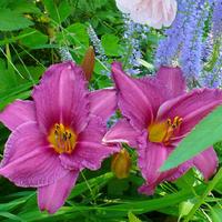 Daylily (Hemerocallis 'Summer Wine') in the Daylilies Database - Garden.org