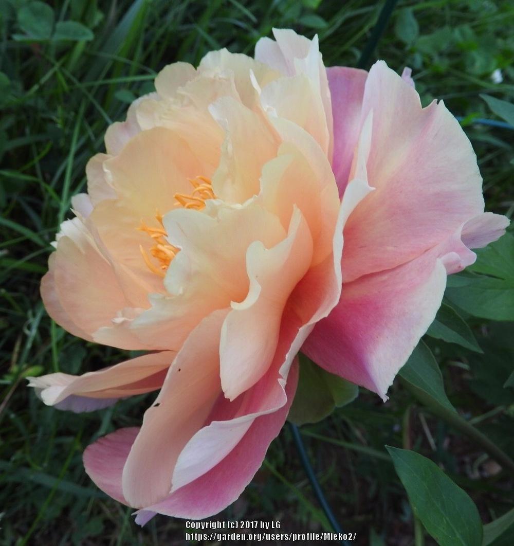 2017 Intersectional/Itoh Peonies in the Peonies forum - Garden.org