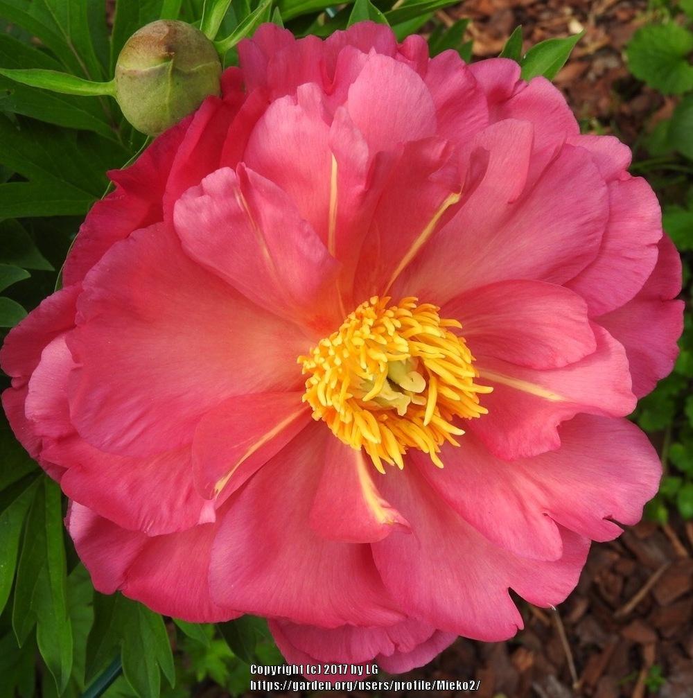 2017 Intersectional/Itoh Peonies in the Peonies forum - Garden.org