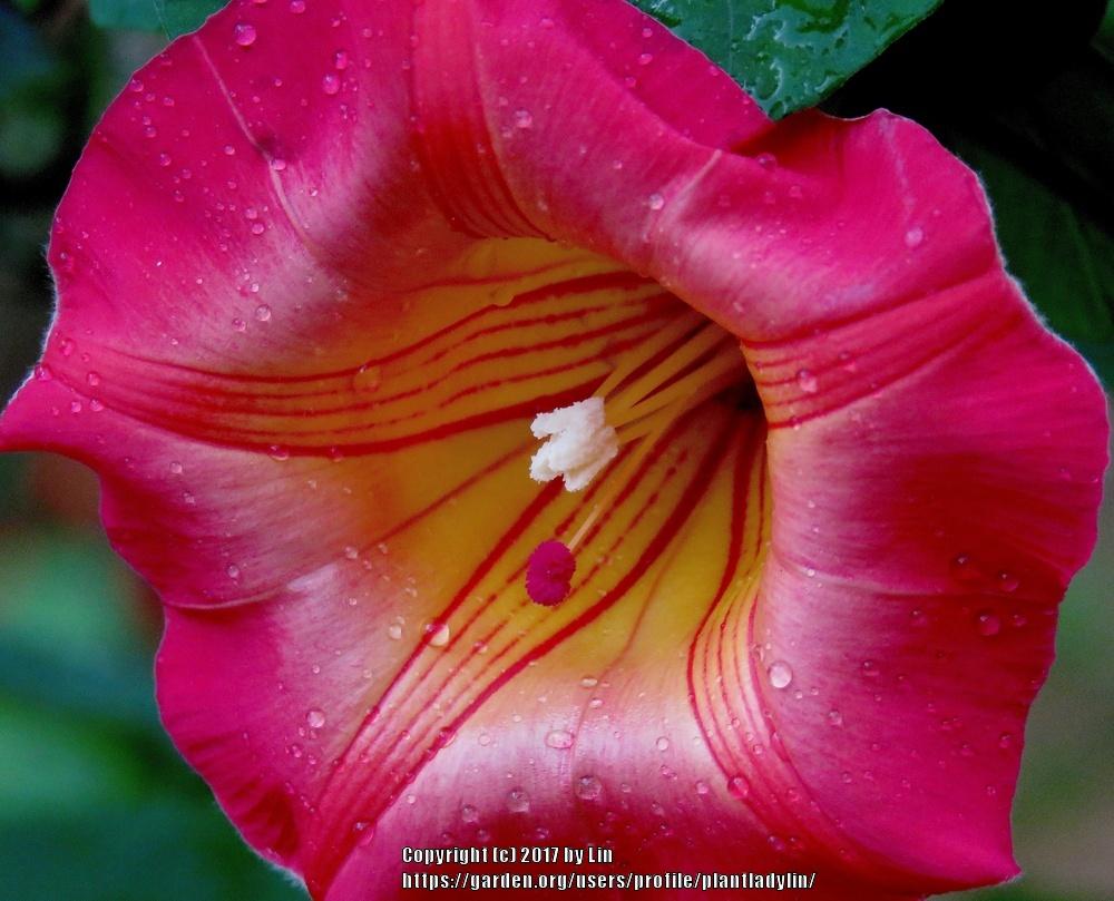 Photo of the stamens, filaments and pistils of Hawaiian Bells ...