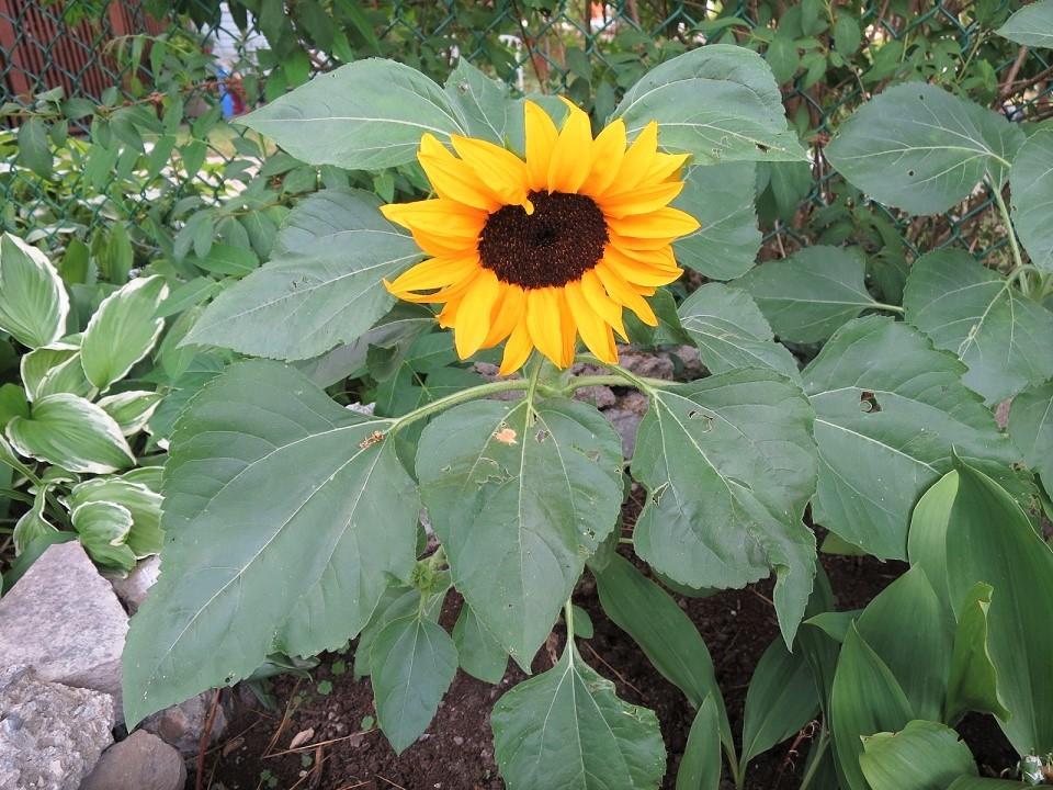 Sunflower (Helianthus annuus 'Junior') in the Sunflowers Database ...