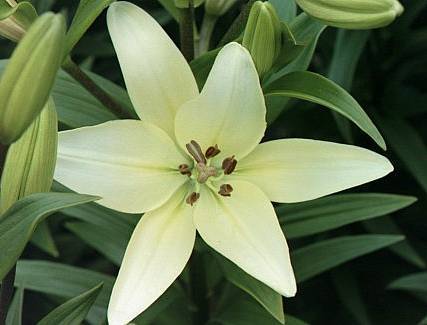 Lily (Lilium 'Royal Dream') in the Lilies Database - Garden.org