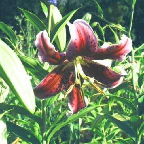 Lily (Lilium 'Ruby Empress') in the Lilies Database - Garden.org