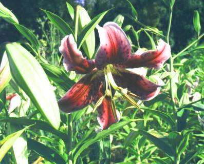 Lily (Lilium 'Ruby Empress') in the Lilies Database - Garden.org
