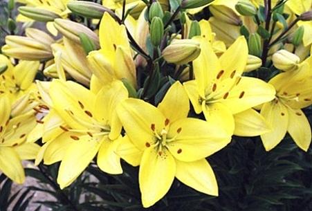 Lily (Lilium 'Royal Justice') in the Lilies Database - Garden.org