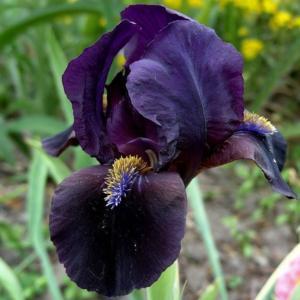 Standard Dwarf Bearded Iris (Iris 'Demon') in the Irises Database ...
