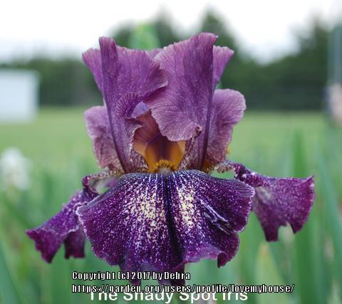 Tall Bearded Iris (Iris 'Pshaw') in the Irises Database - Garden.org