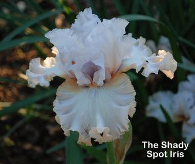 Photo of the bloom of Tall Bearded Iris (Iris 'Spare the Stare') posted ...