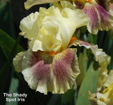 Tall Bearded Iris (Iris 'Fried') in the Irises Database - Garden.org