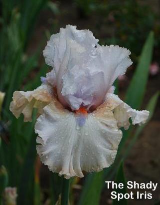 Photo of the bloom of Tall Bearded Iris (Iris 'Spare the Stare') posted ...