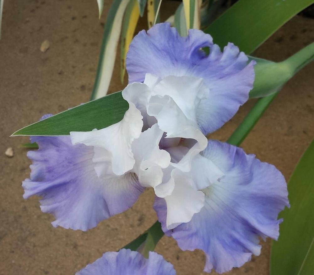 Photo of the bloom of Tall Bearded Iris (Iris 'Lark Rise') posted by ...