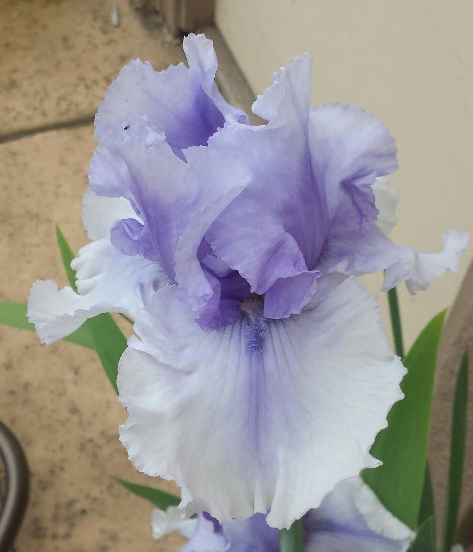 Photo of the bloom of Tall Bearded Iris (Iris 'Willamette Mist') posted ...