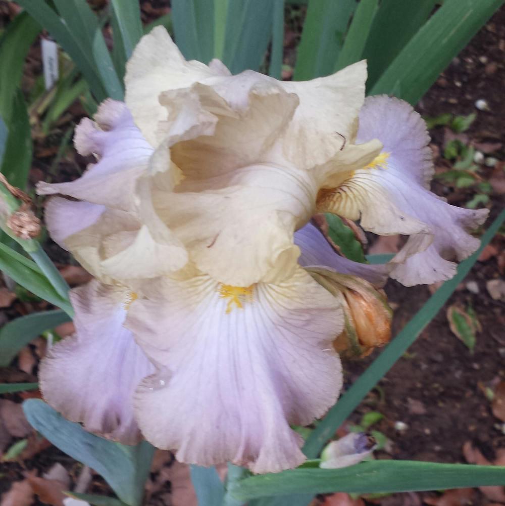 Photo of the bloom of Tall Bearded Iris (Iris 'Obi-Wan Kenobi') posted by mesospunky - Garden.org