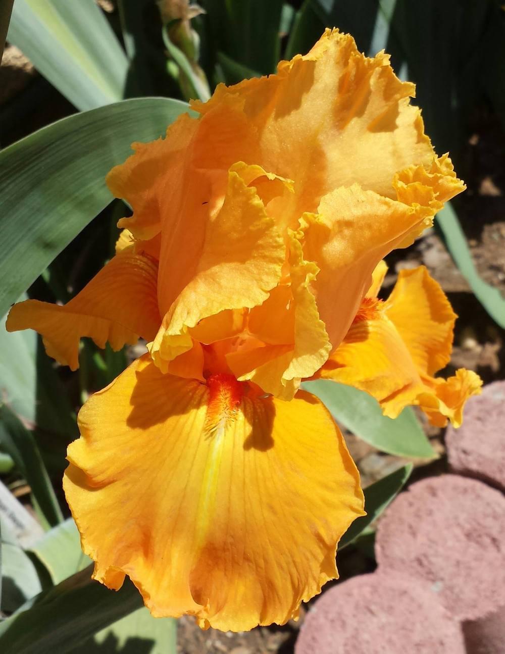 Photo of the bloom of Tall Bearded Iris (Iris 'Orange Splash') posted ...