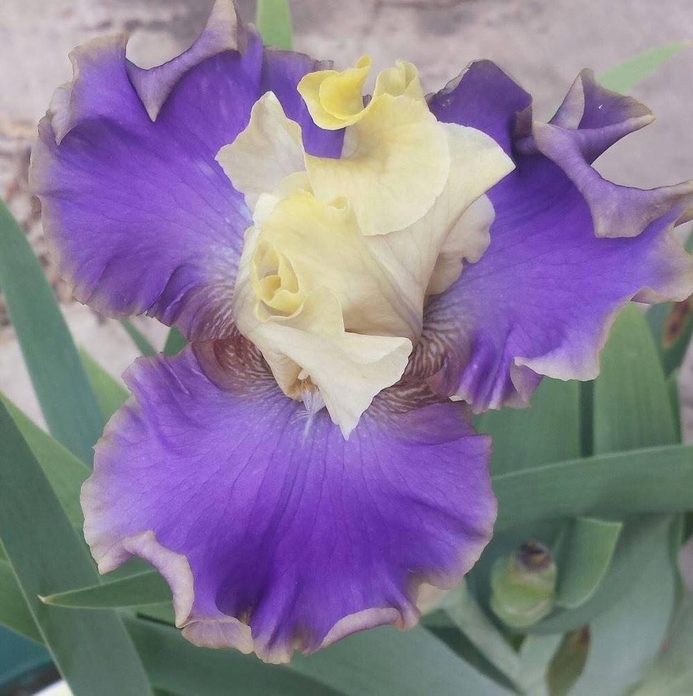 Photo of the bloom of Tall Bearded Iris (Iris 'Kona Waves') posted by ...