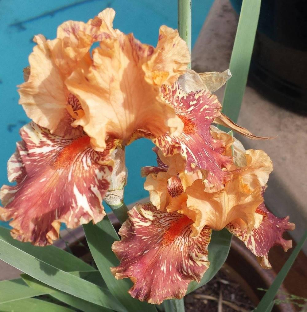 Tall Bearded Iris (Iris 'Cheetah Cheese') in the Irises Database ...
