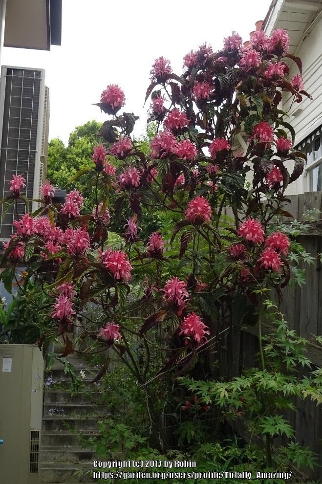 Brazilian Plume (Justicia carnea) - Garden.org