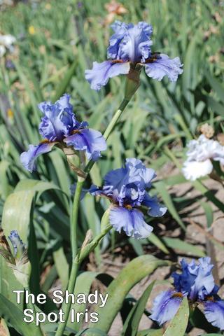 Tall Bearded Iris (Iris 'Dark Moon Rising') in the Irises Database ...
