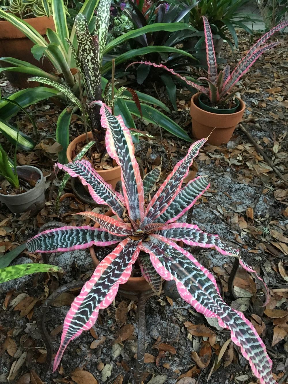 Photo of the entire plant of Earth Star (Cryptanthus 'Elaine') posted ...
