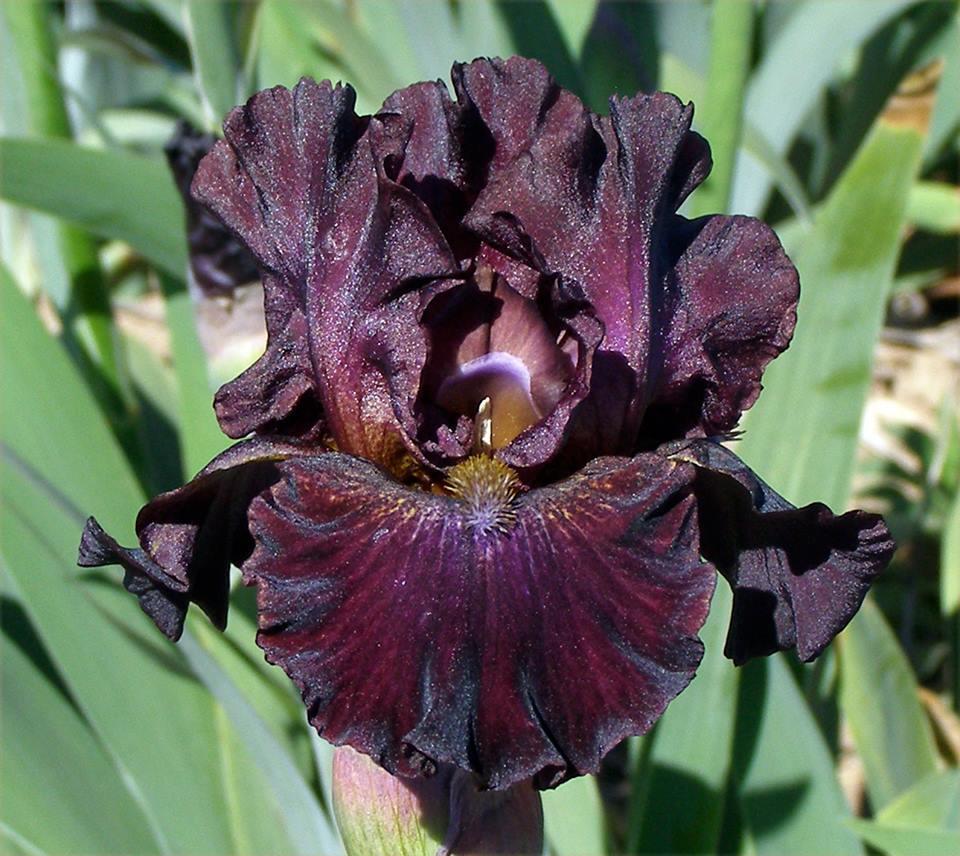 Sutton's Iris Gardens 2017 Intros in the Irises forum - Garden.org